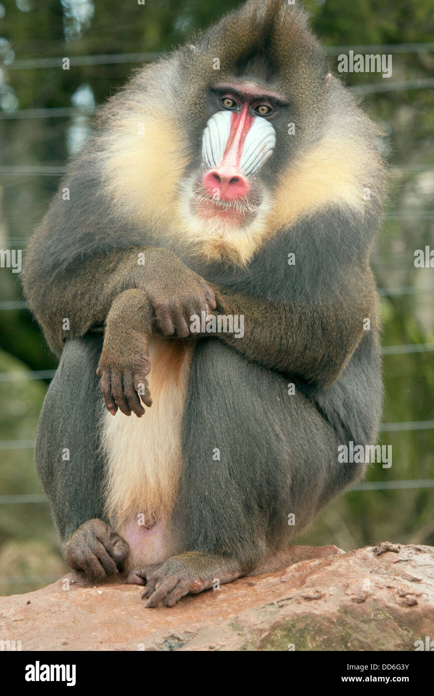 Mandrill pavian -Fotos und -Bildmaterial in hoher Auflösung – Alamy