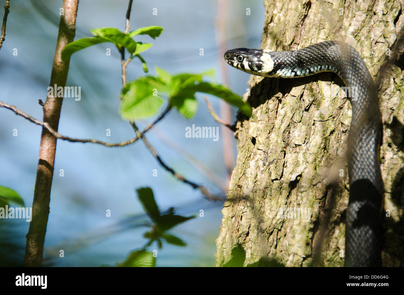 Ringelnatter, Natrix natrix auf einen Baum im Frühling Stockfotografie ...