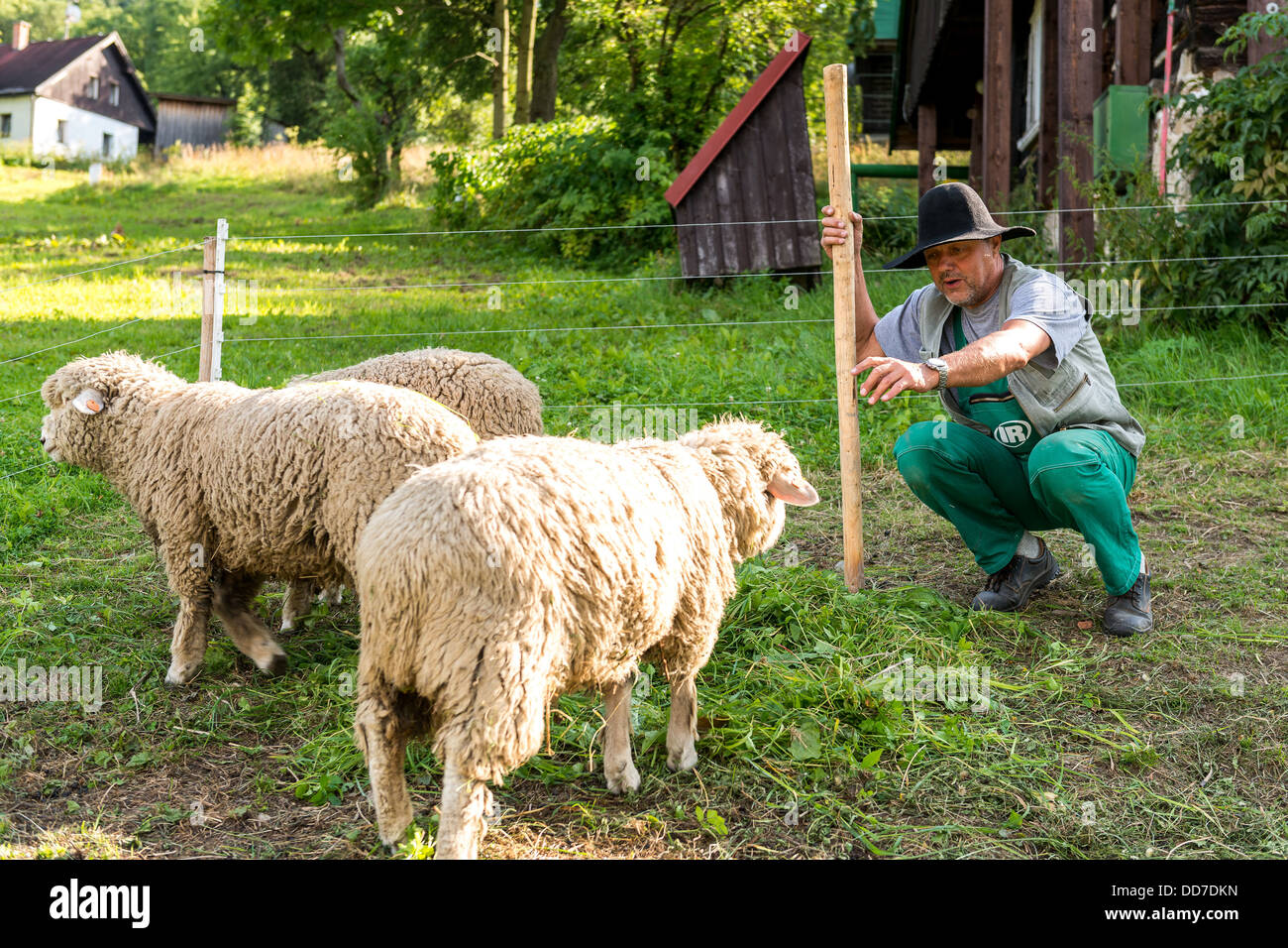 Schafhirte und schafe -Fotos und -Bildmaterial in hoher Auflösung – Alamy