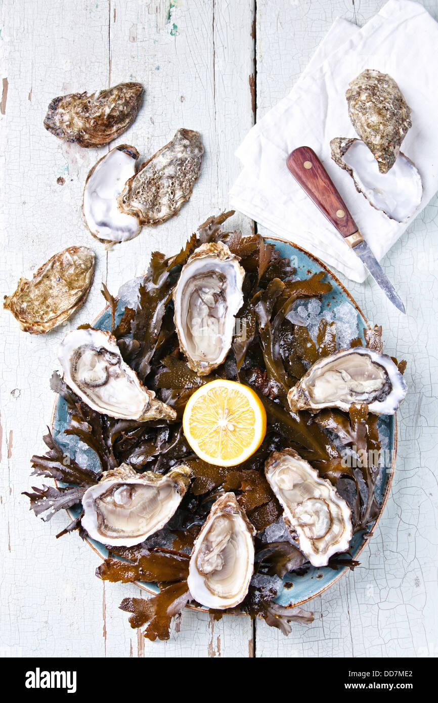 Auster schalentiere Stockfotos und -bilder Kaufen - Alamy