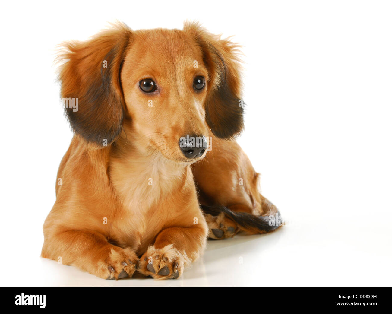 Long hair dachshund -Fotos und -Bildmaterial in hoher Auflösung – Alamy