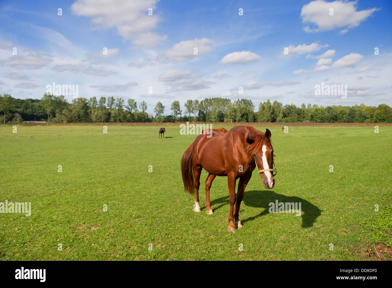 Brown horses -Fotos und -Bildmaterial in hoher Auflösung – Alamy