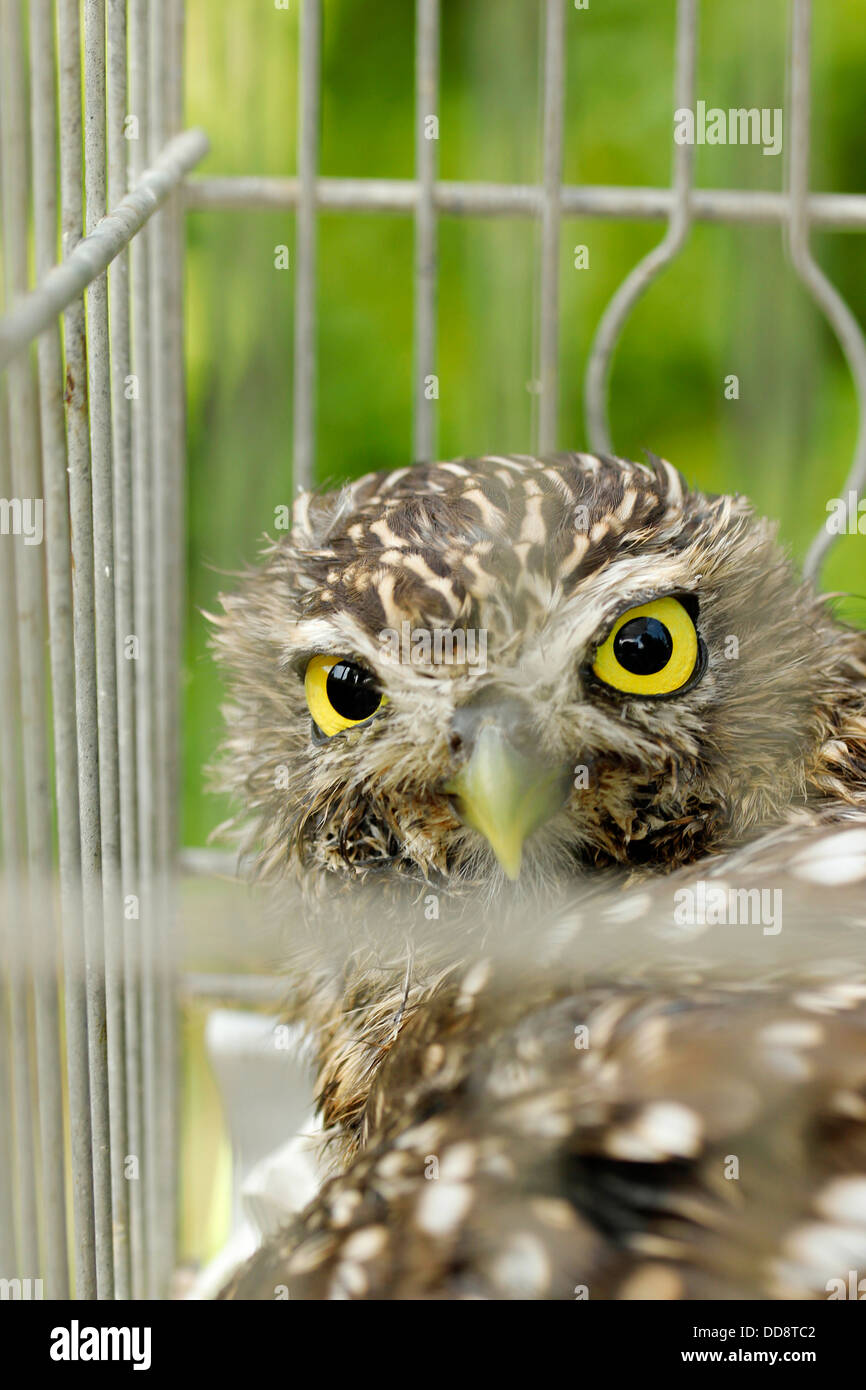 Asiatische eulen -Fotos und -Bildmaterial in hoher Auflösung – Alamy