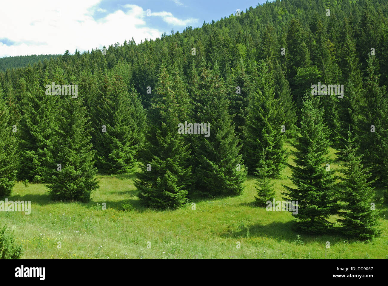 Fichten Picea Abies Stockfotos und -bilder Kaufen - Alamy