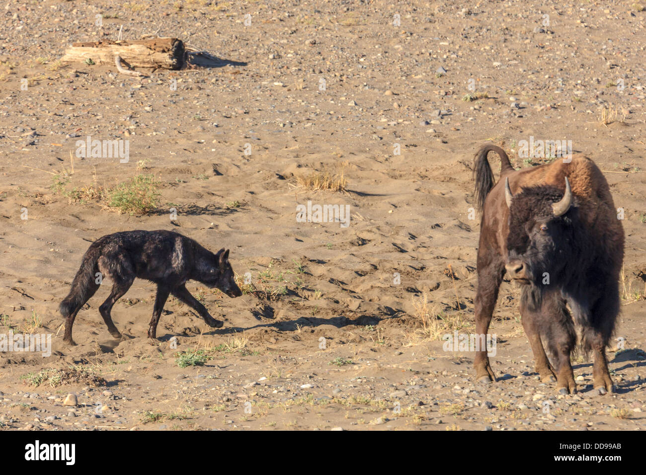 Black wolf pack -Fotos und -Bildmaterial in hoher Auflösung – Alamy