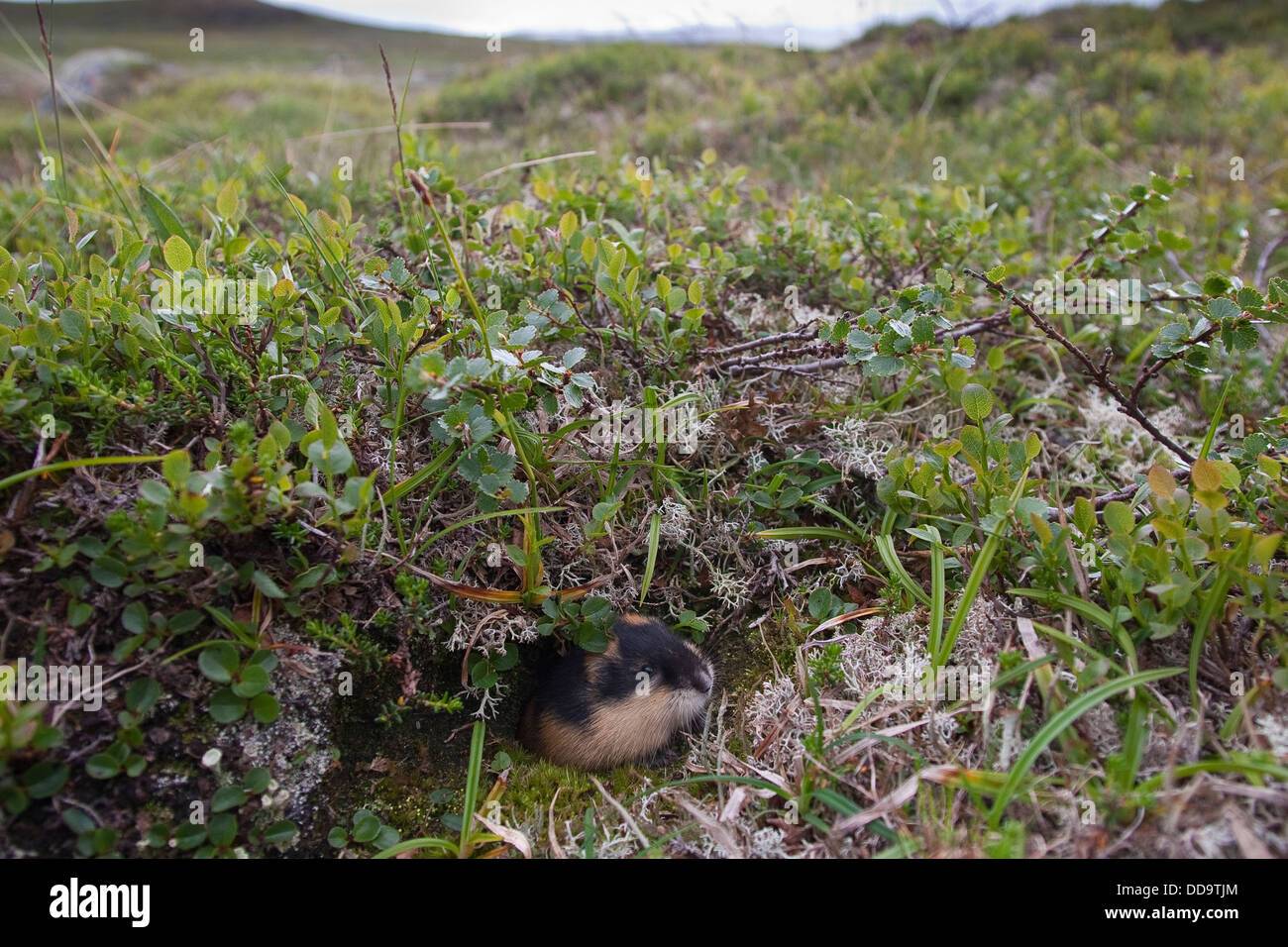 Norway lemming lemmus lemmus Stockfotos und -bilder Kaufen - Alamy