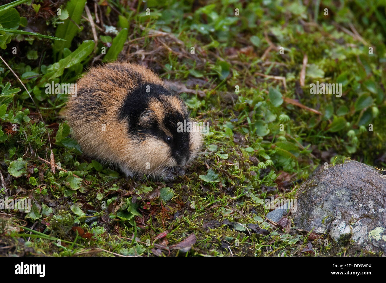 Norway lemming lemmus lemmus -Fotos und -Bildmaterial in hoher ...