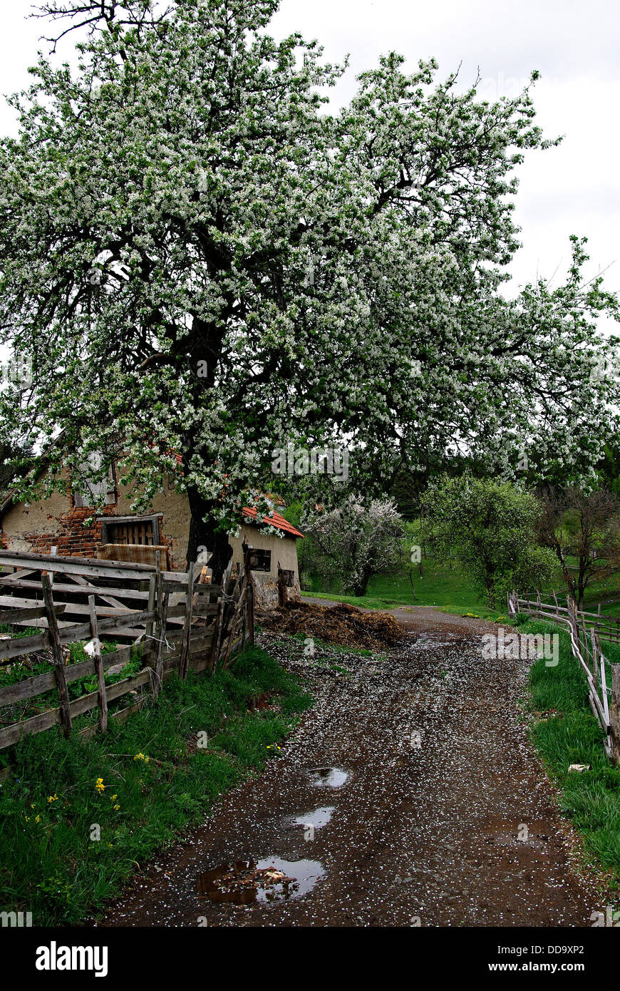 Apfelbaum hinter zaun -Fotos und -Bildmaterial in hoher Auflösung – Alamy