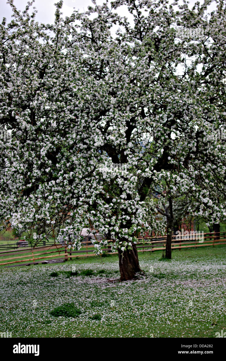 Apfelbaum hinter zaun -Fotos und -Bildmaterial in hoher Auflösung – Alamy