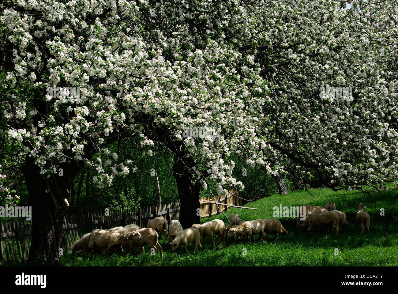 Apfelbaum hinter zaun -Fotos und -Bildmaterial in hoher Auflösung – Alamy
