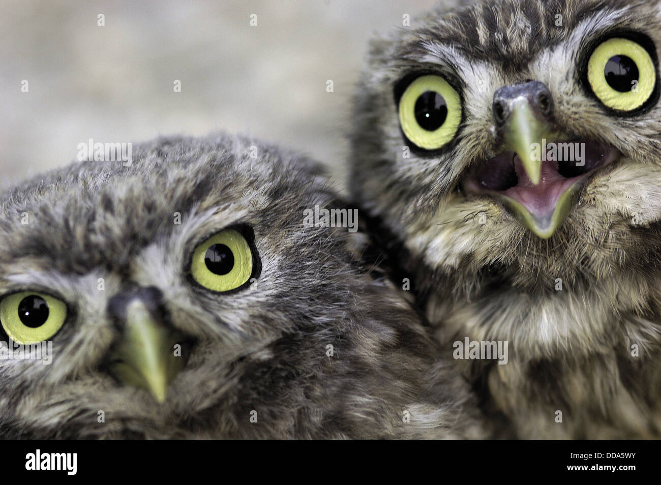 Zwei kleine eulen -Fotos und -Bildmaterial in hoher Auflösung – Alamy