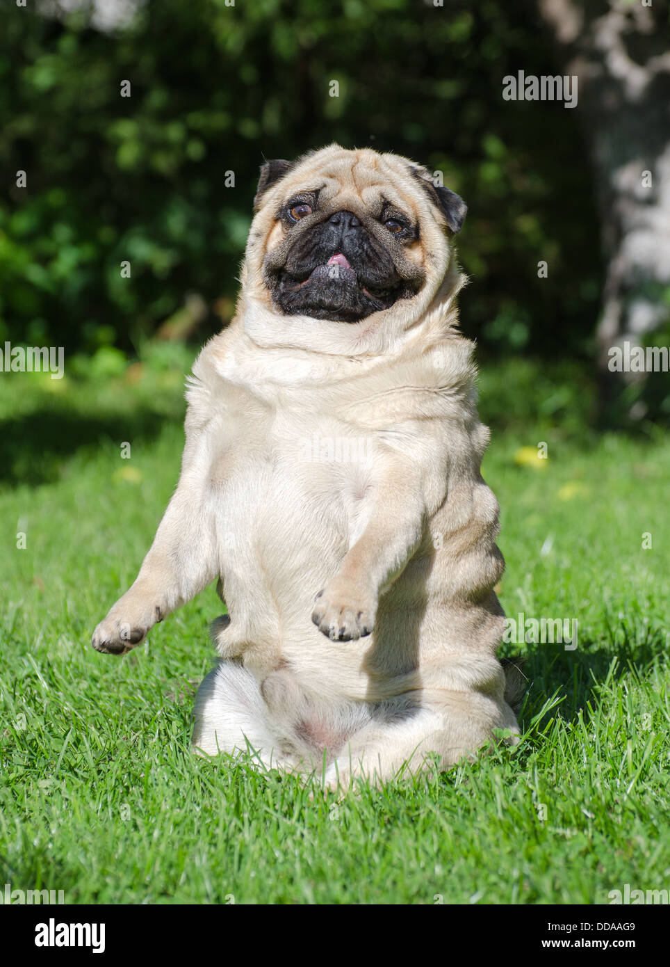 Mops lustig -Fotos und -Bildmaterial in hoher Auflösung – Alamy