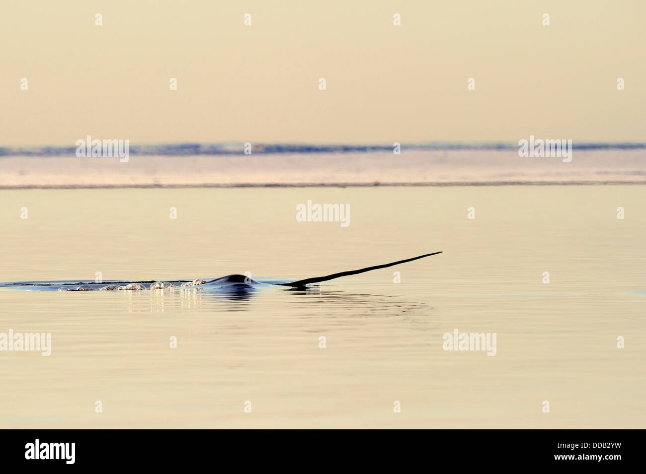 Male narwhal -Fotos und -Bildmaterial in hoher Auflösung – Alamy