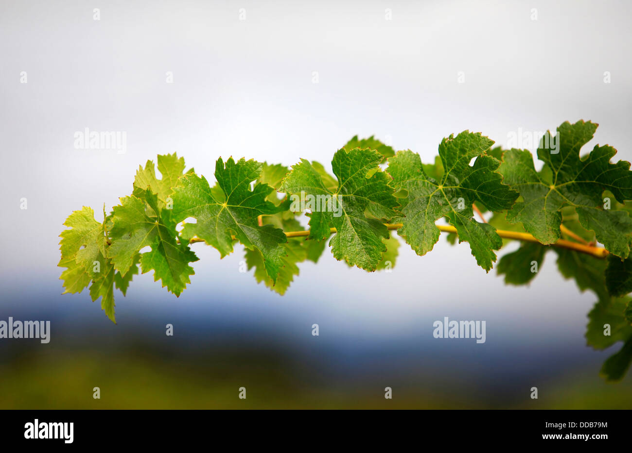 Frankovka -Fotos und -Bildmaterial in hoher Auflösung – Alamy
