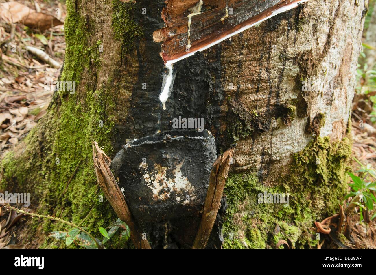 frisch gezapftes Kautschuk im Dschungel in Sarawak, Borneo, Malaysia ...