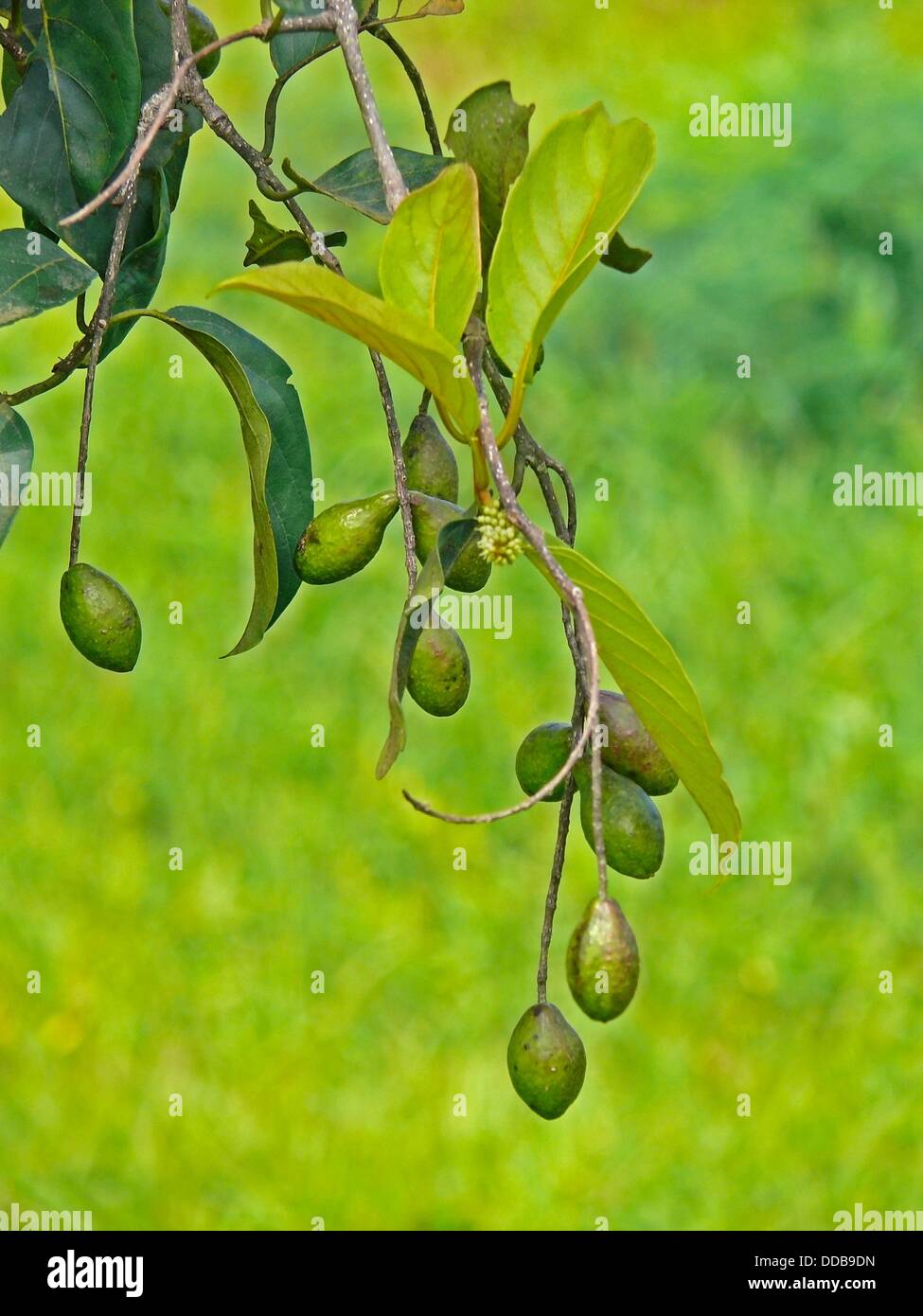 Bal hirda -Fotos und -Bildmaterial in hoher Auflösung – Alamy