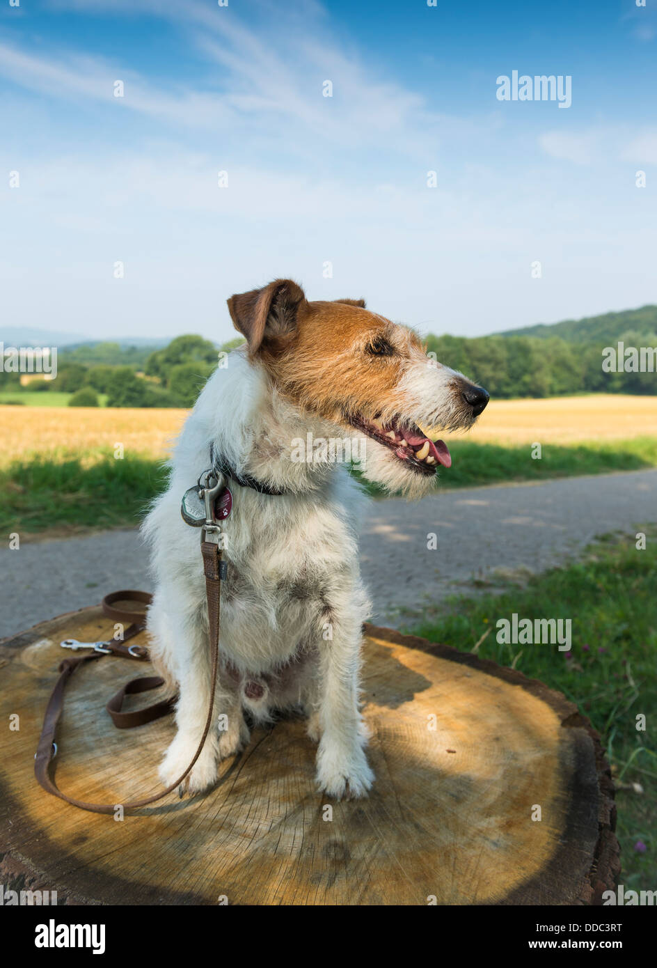 Jack russell mit blei -Fotos und -Bildmaterial in hoher Auflösung – Alamy