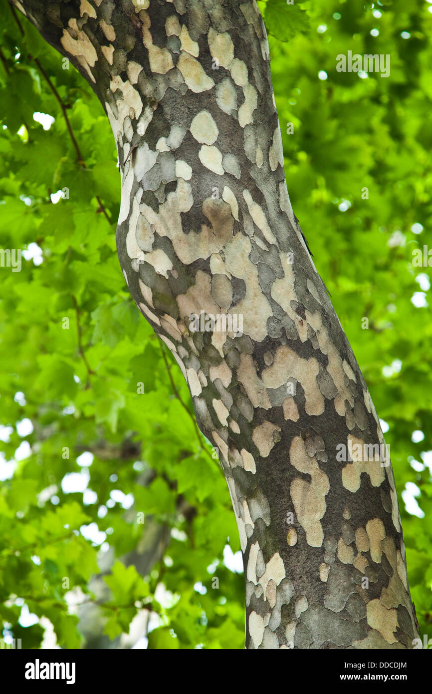 Bark trunk london plane tree -Fotos und -Bildmaterial in hoher ...