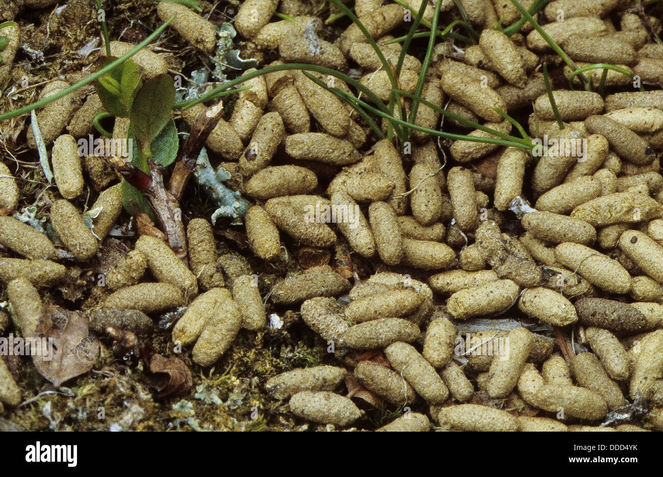 Scat säugetier -Fotos und -Bildmaterial in hoher Auflösung – Alamy