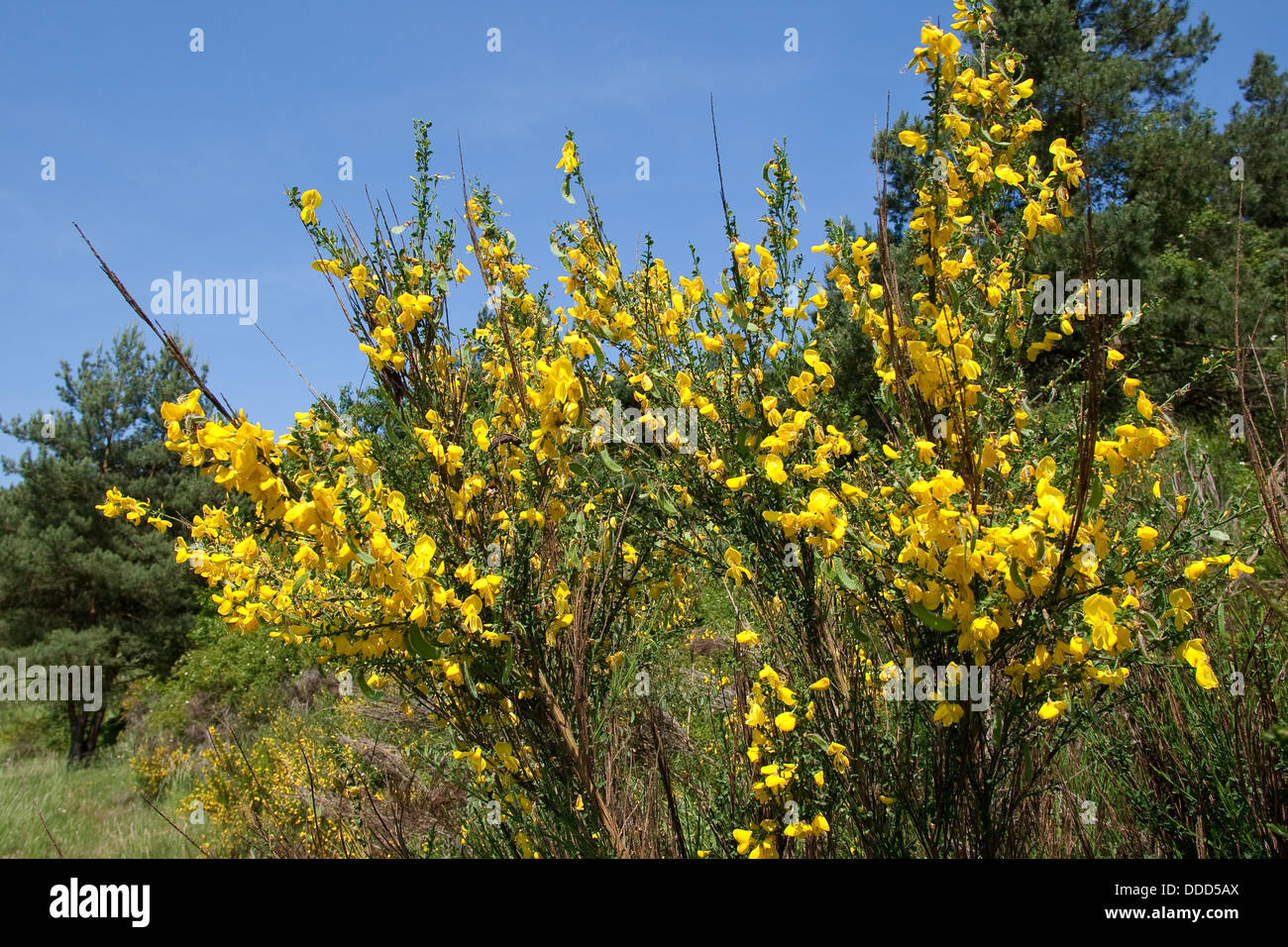 Le genet a balais -Fotos und -Bildmaterial in hoher Auflösung – Alamy