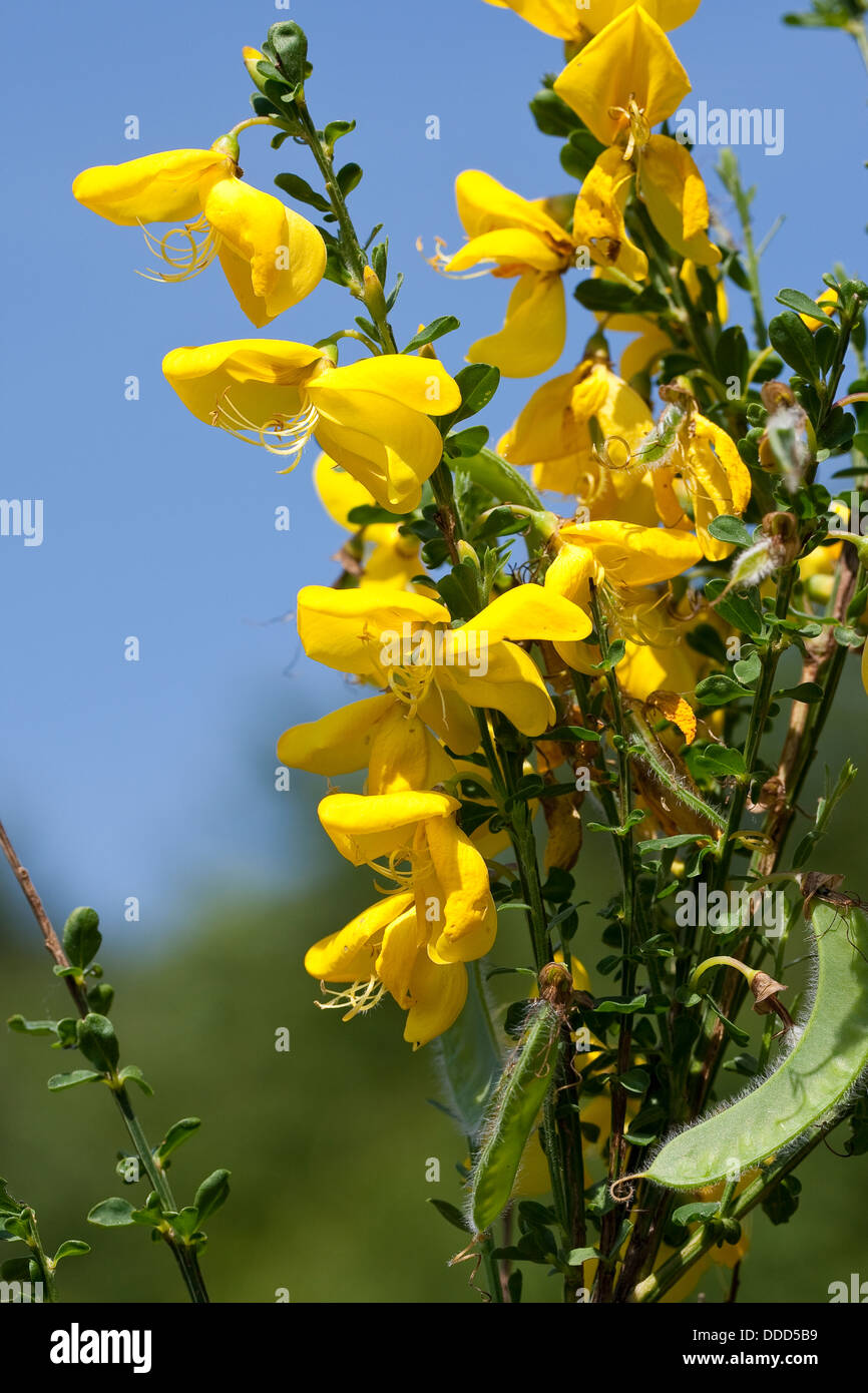 Le genet a balais -Fotos und -Bildmaterial in hoher Auflösung – Alamy