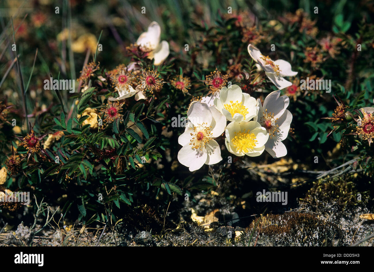 Burnet Rose, Scotch Rose, Bibernell-Rose, Bibernell, Rose, Dünen-Rose ...