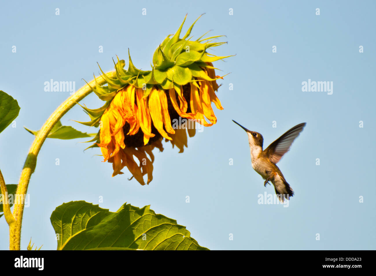 Bird eating sunflower -Fotos und -Bildmaterial in hoher Auflösung – Alamy