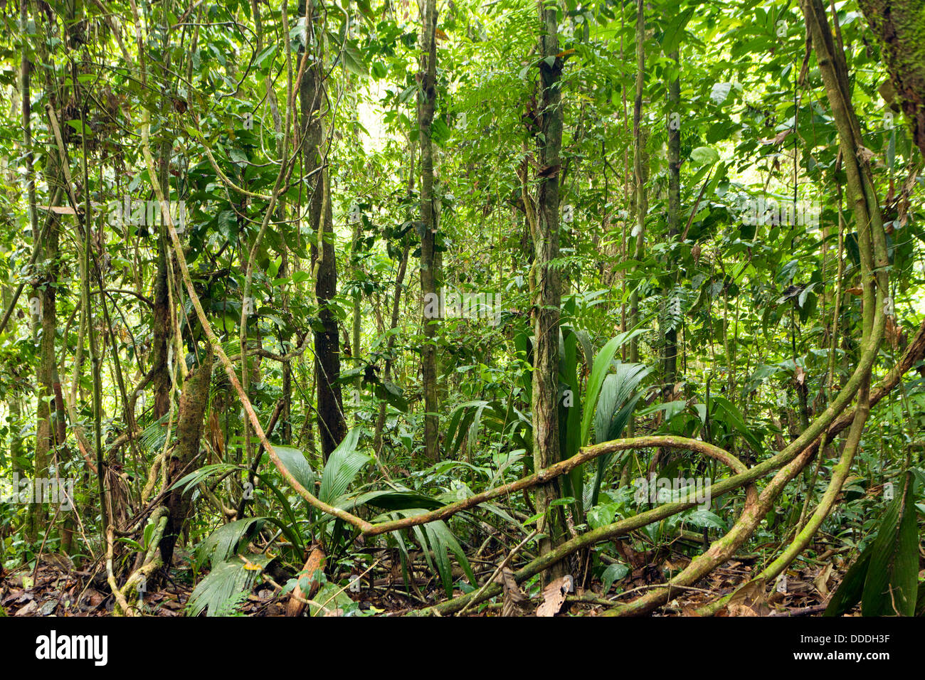Liana Forest Amazon Stockfotos und -bilder Kaufen - Alamy