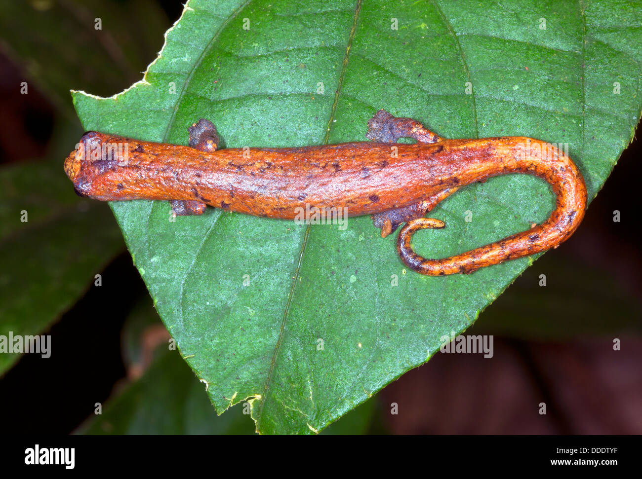 Amazon Klettern Salamander (Bolitoglossa Peruviana) in den Regenwald ...