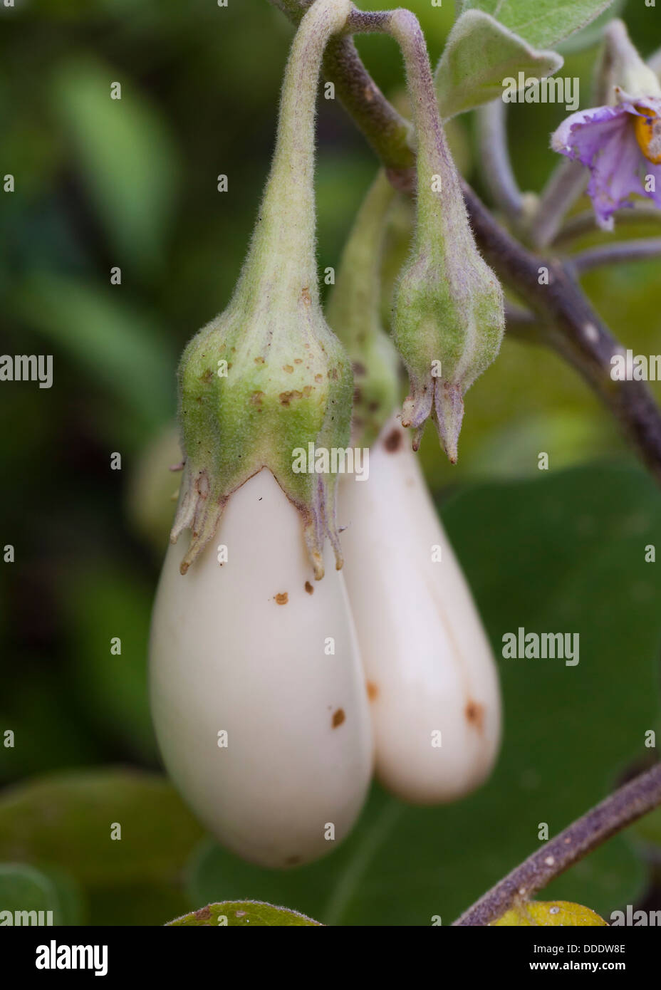 Mini aubergine -Fotos und -Bildmaterial in hoher Auflösung – Alamy