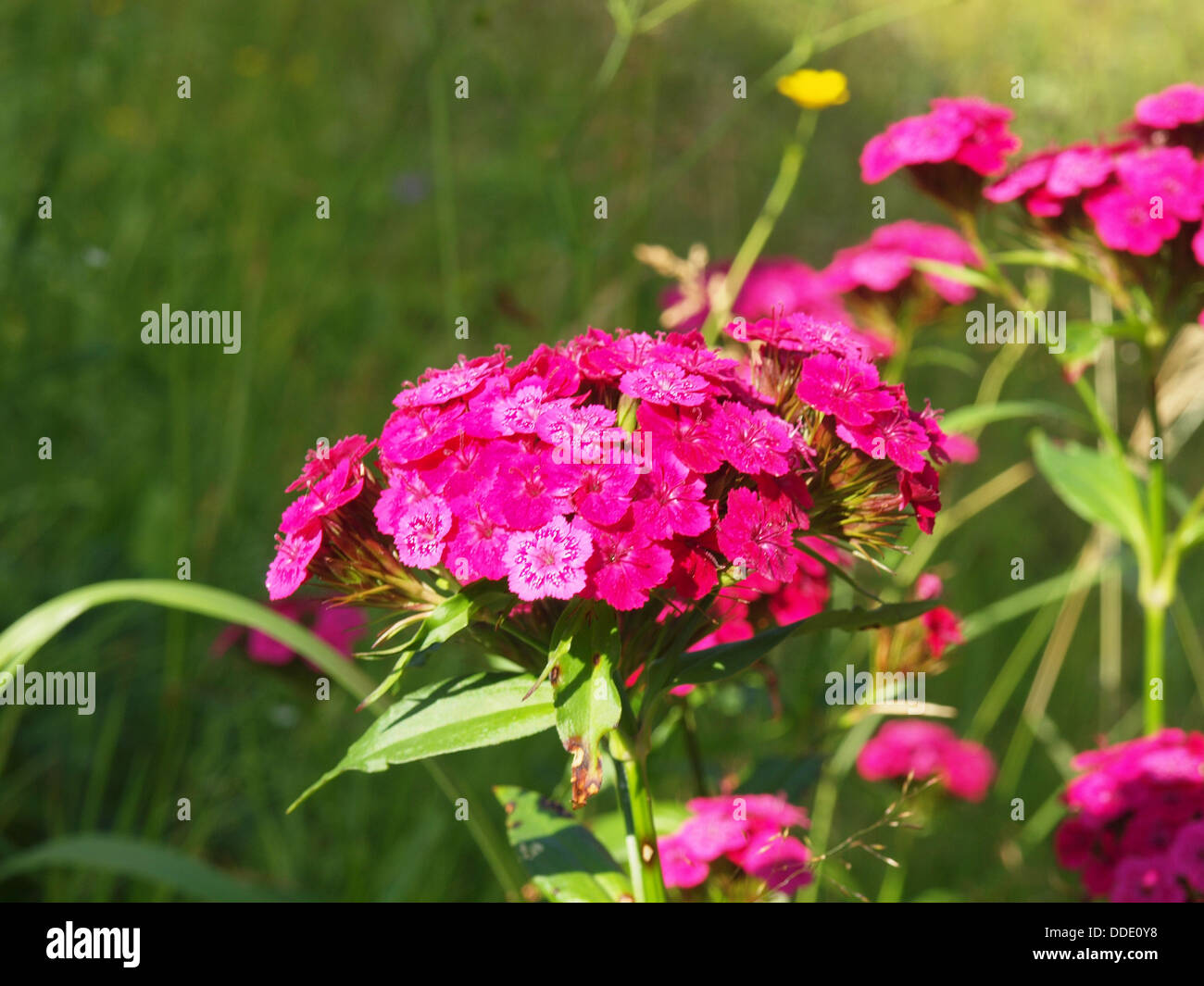 Wald nelke -Fotos und -Bildmaterial in hoher Auflösung – Alamy