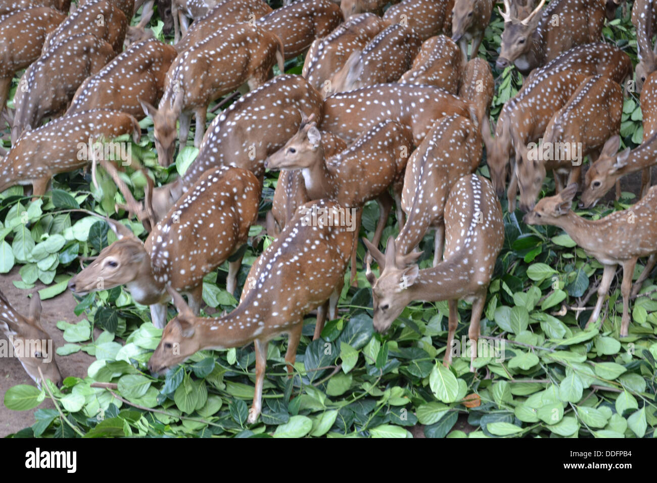 Herd animals -Fotos und -Bildmaterial in hoher Auflösung – Alamy