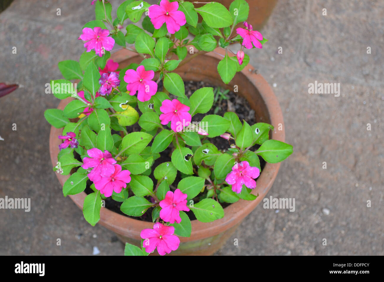 Rosa blatt -Fotos und -Bildmaterial in hoher Auflösung – Alamy