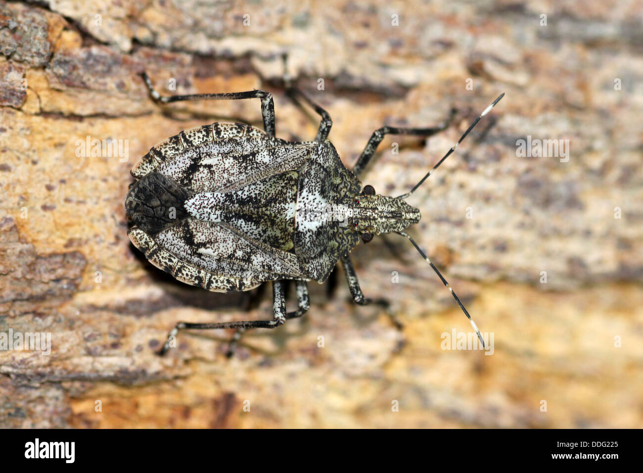 Afrikanische insekten -Fotos und -Bildmaterial in hoher Auflösung – Alamy