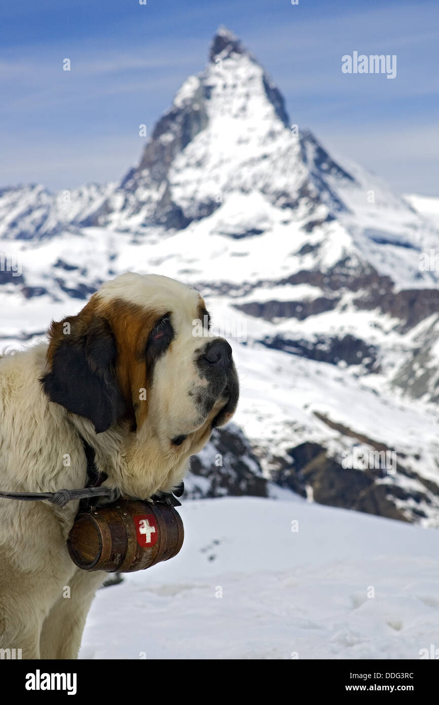 A St Bernard Hund posiert vor dem Matterhorn Stockfotografie - Alamy