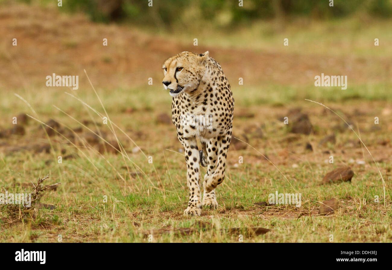 Gepard in bewegung -Fotos und -Bildmaterial in hoher Auflösung – Alamy