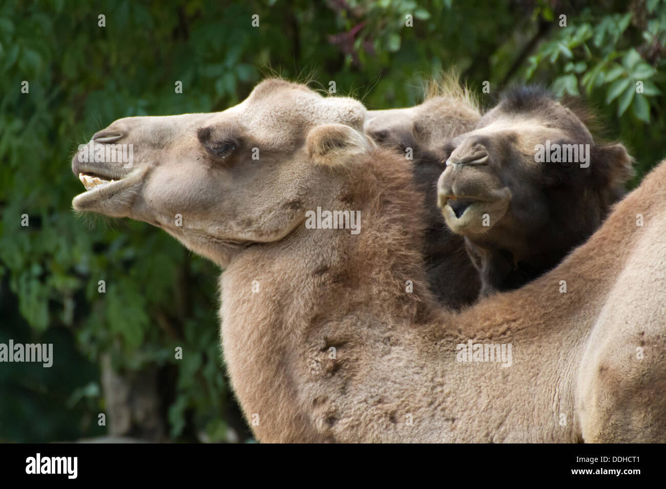 baktrische Kamele, Camelus Ferus bactrianus Stockfotografie - Alamy