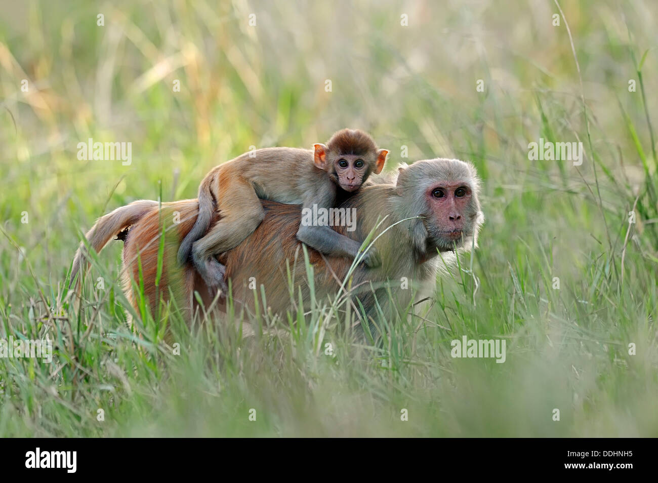 Indien macaca mulatta primaten alte welt rhesusaffe makaken -Fotos und ...