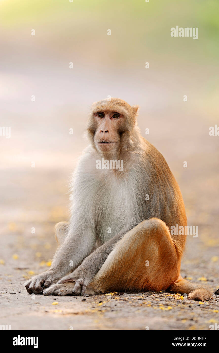 Indien macaca mulatta primaten alte welt rhesusaffe makaken -Fotos und ...