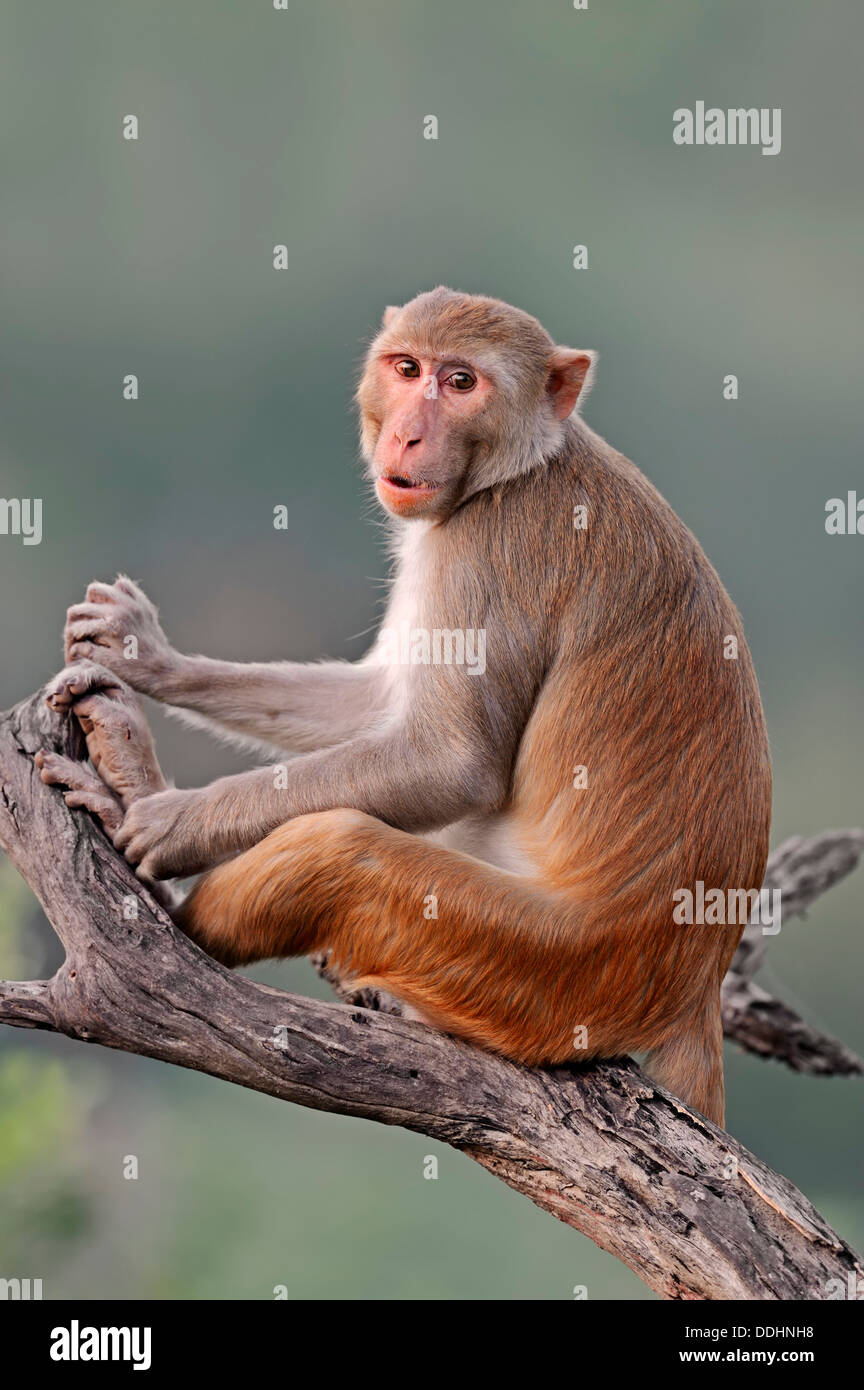 Indien macaca mulatta primaten alte welt rhesusaffe makaken -Fotos und ...