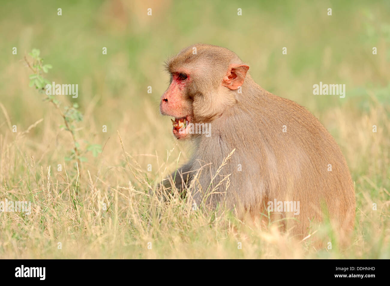 Indien macaca mulatta primaten alte welt rhesusaffe makaken -Fotos und ...