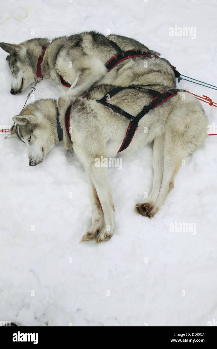 Draught dog -Fotos und -Bildmaterial in hoher Auflösung - Seite 2 - Alamy