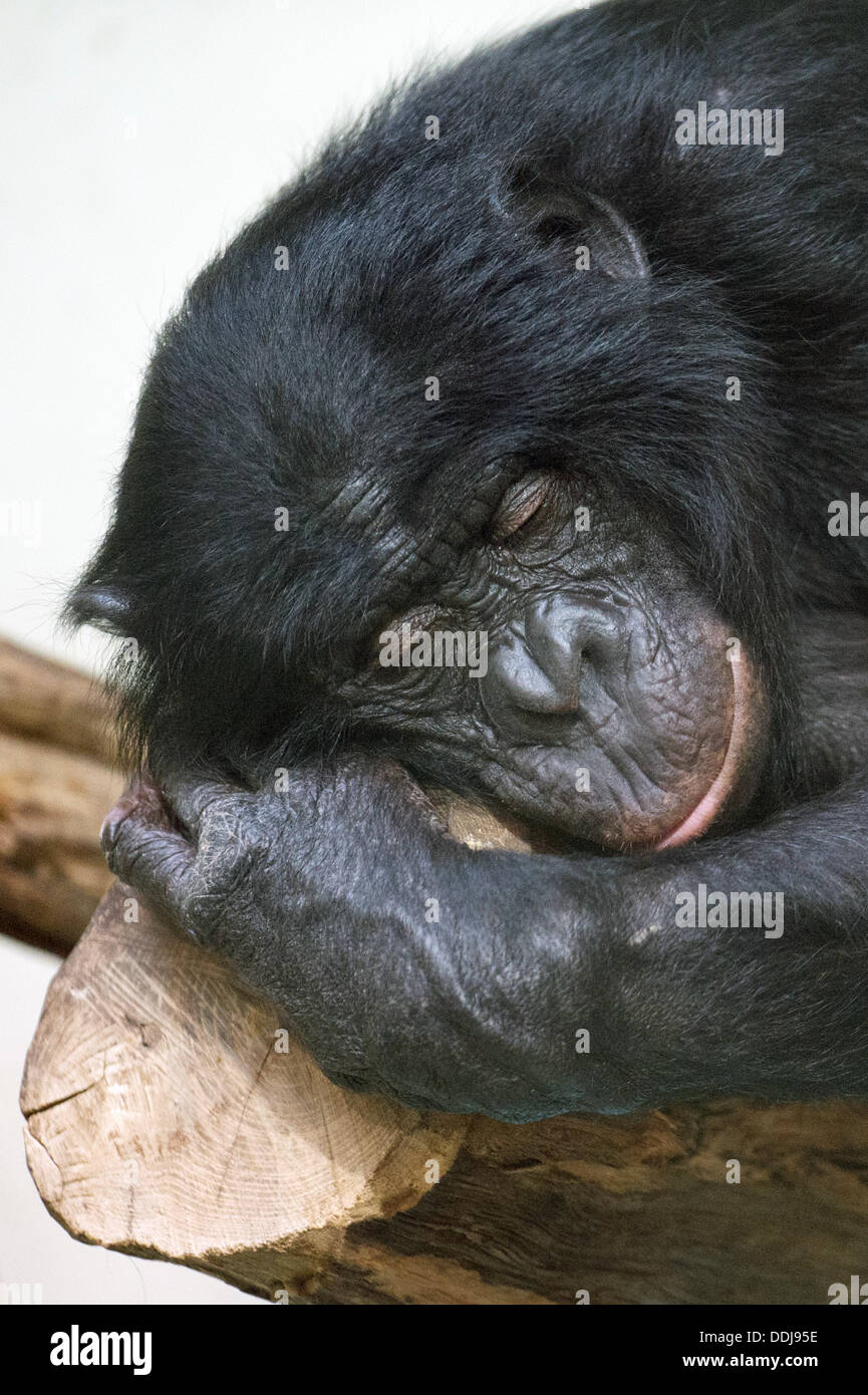Berlin, Deutschland. 03rd September 2013. Ein Bonobo-Affen liegt in ...