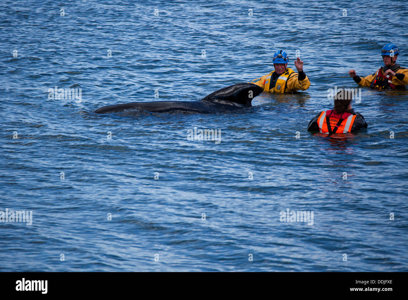 Edinburgh, Schottland, UK, 3. September 2013, gestrandet Pilotwal ...