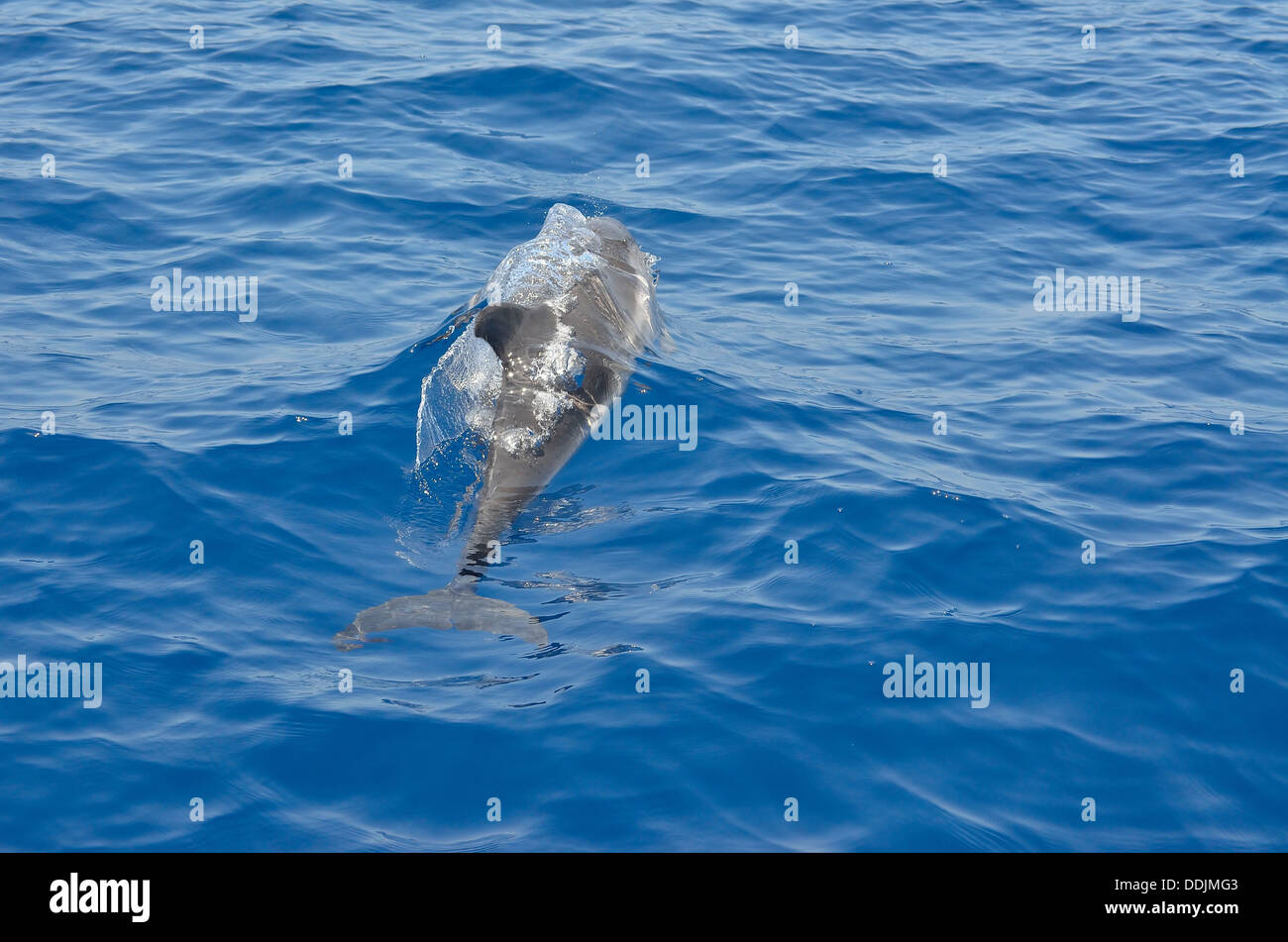 Delphin stenella coeruleoalba -Fotos und -Bildmaterial in hoher ...