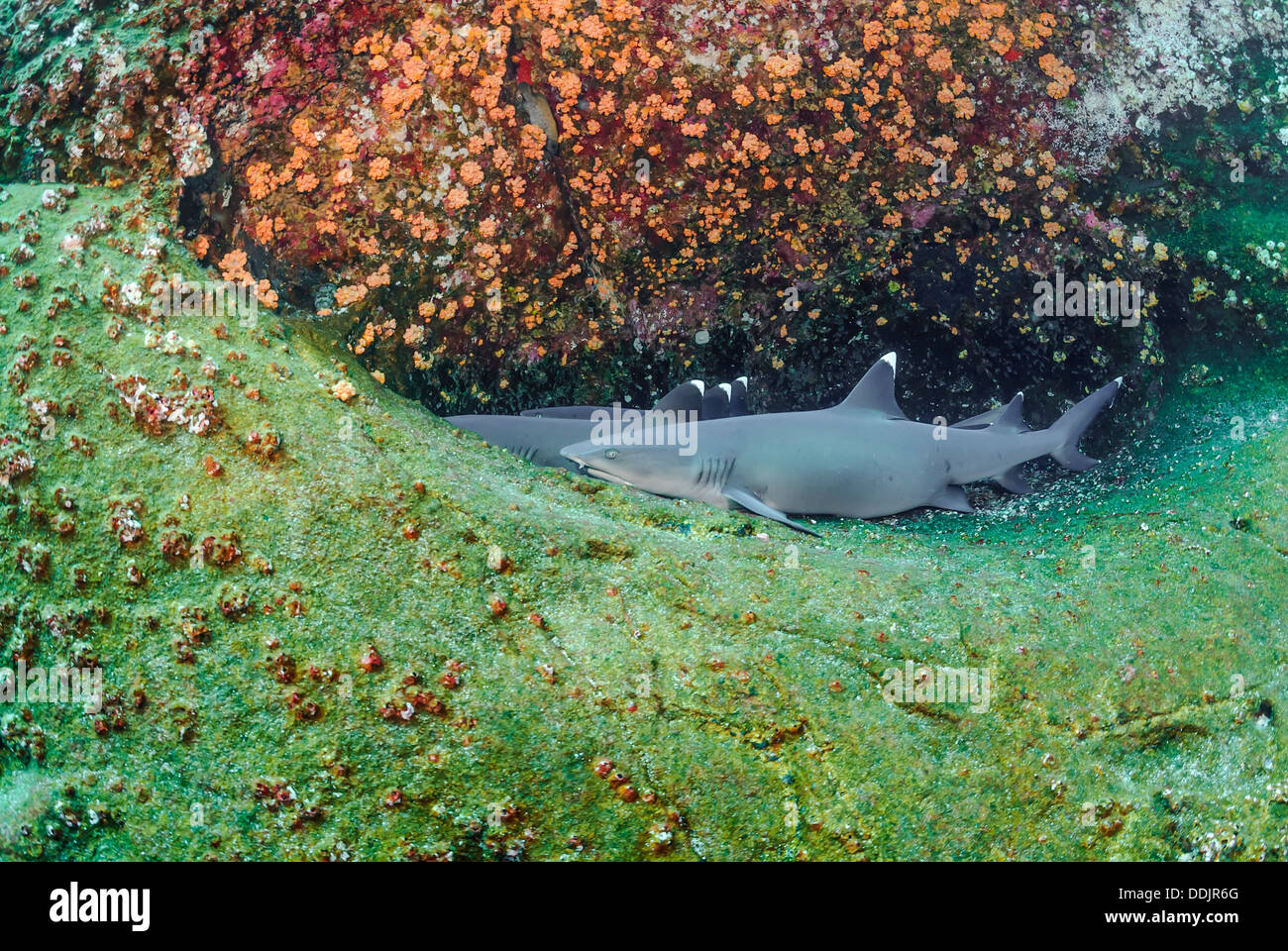 Hai roca -Fotos und -Bildmaterial in hoher Auflösung – Alamy