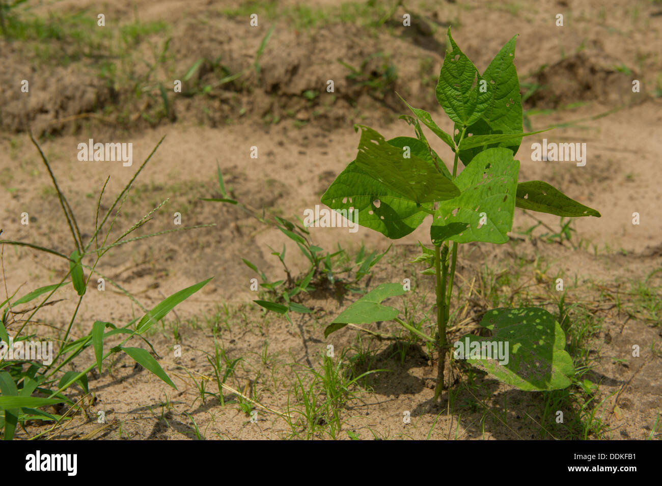 Pflanzen auf einem feld -Fotos und -Bildmaterial in hoher Auflösung – Alamy