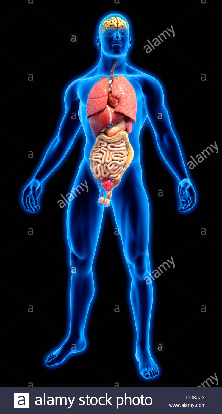 Menschlicher Hoden Stockfotos & Menschlicher Hoden Bilder - Alamy