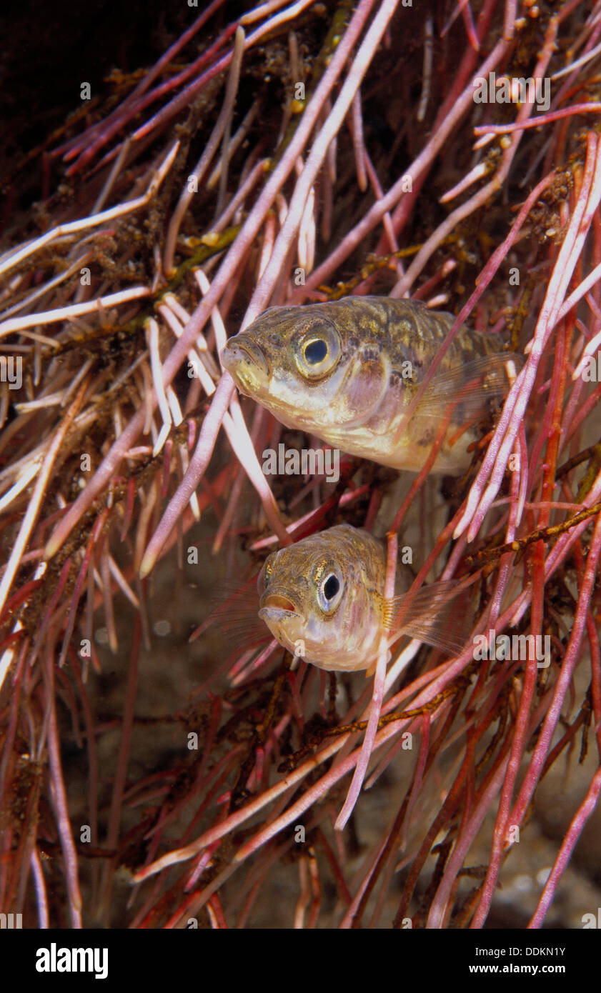 Gasterosteus Gymnurus Stockfotos und -bilder Kaufen - Alamy