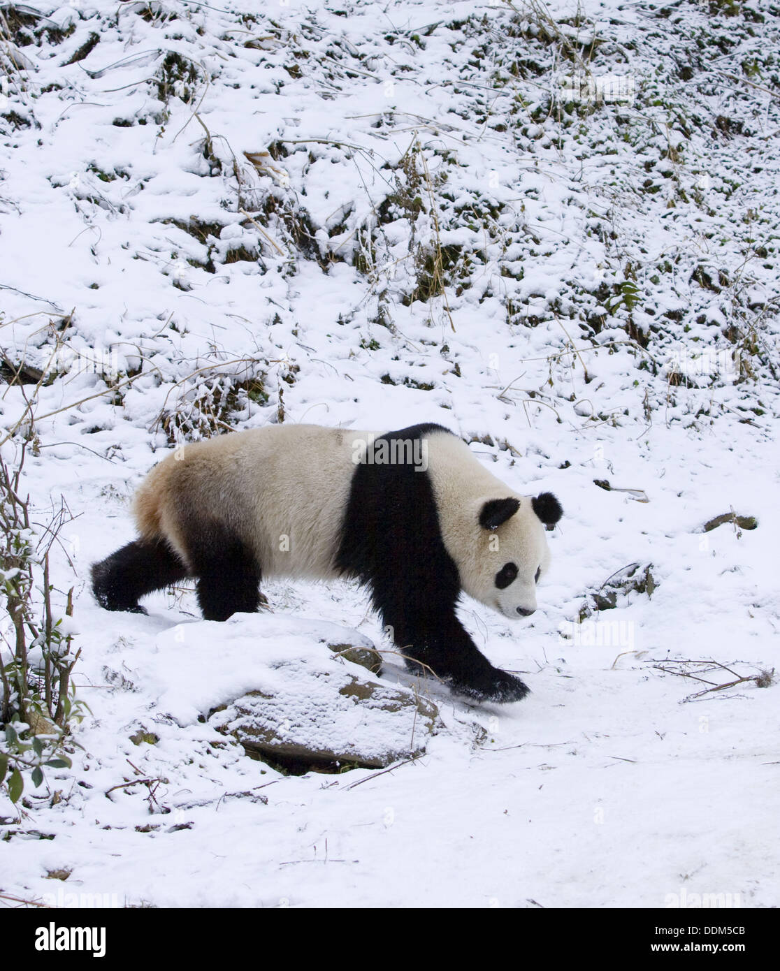 China fauna -Fotos und -Bildmaterial in hoher Auflösung – Alamy